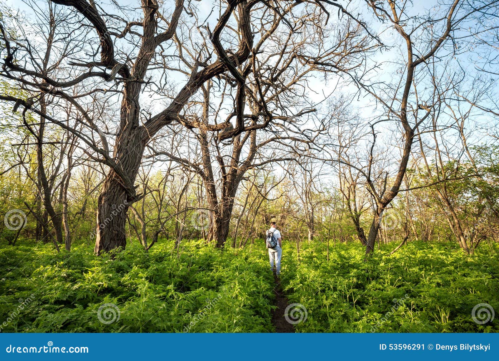 Beautiful Sunset in Magic Forest. Trail. Spring Landscape Stock Image ...