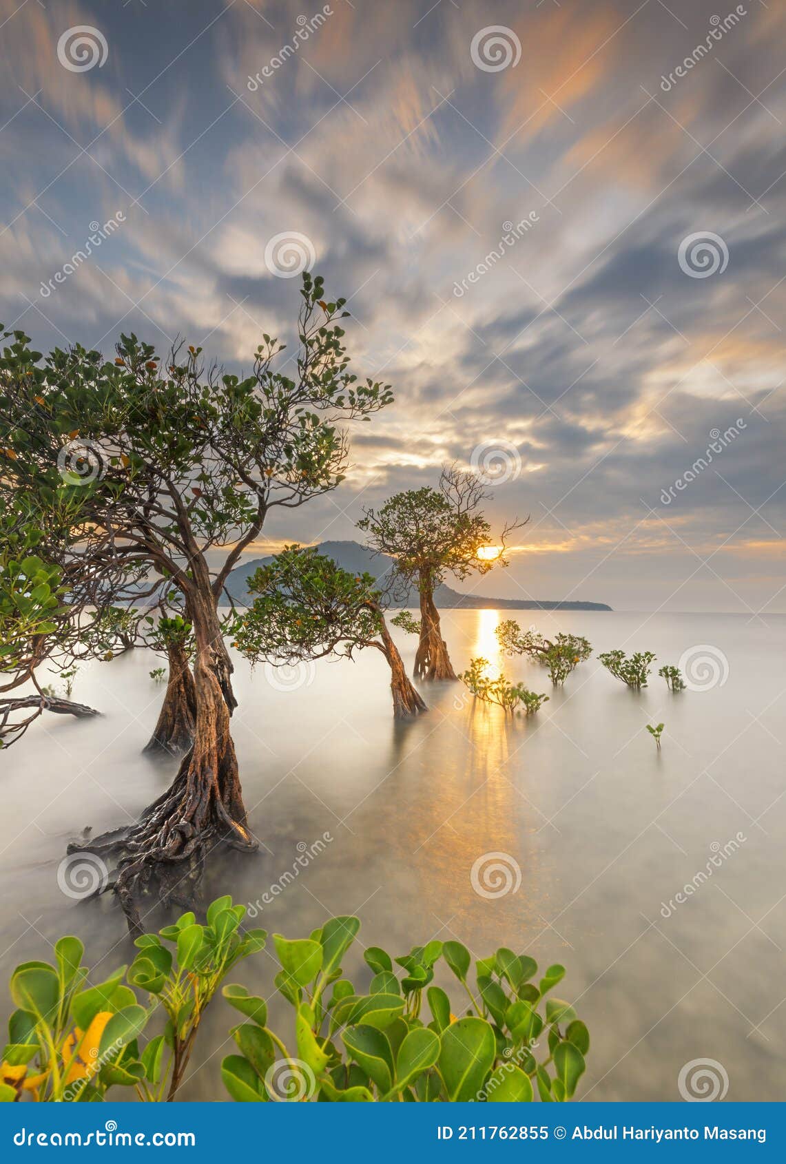 Beautiful Sunset among the Mangrove Trees Stock Image - Image of ...