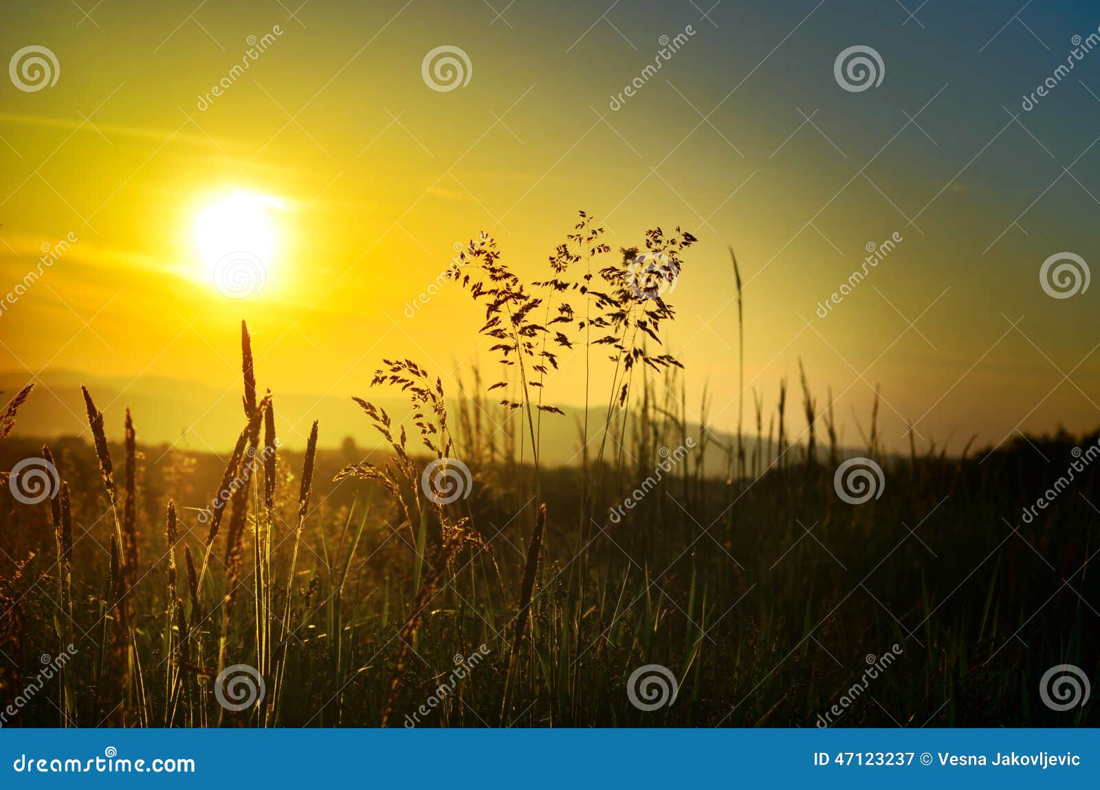 Beautiful Sunset on the Meadow Stock Image - Image of natural, meadow ...