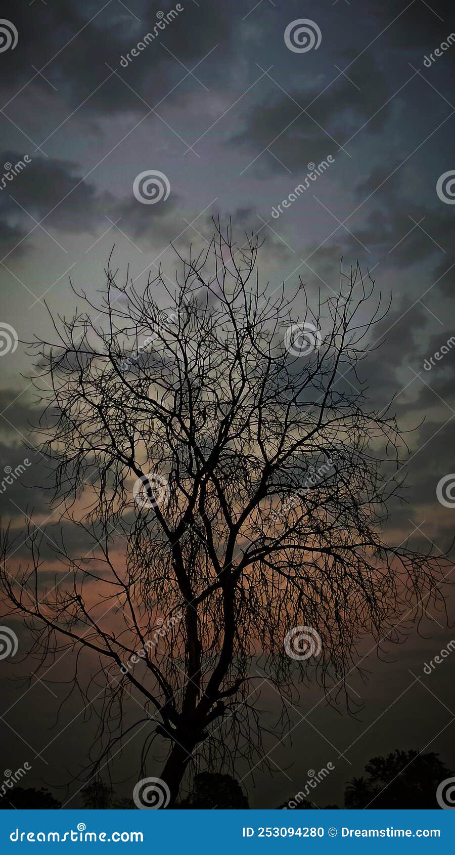 Beautiful Sunset Nature Click Tree Stock Photo - Image of beautiful ...