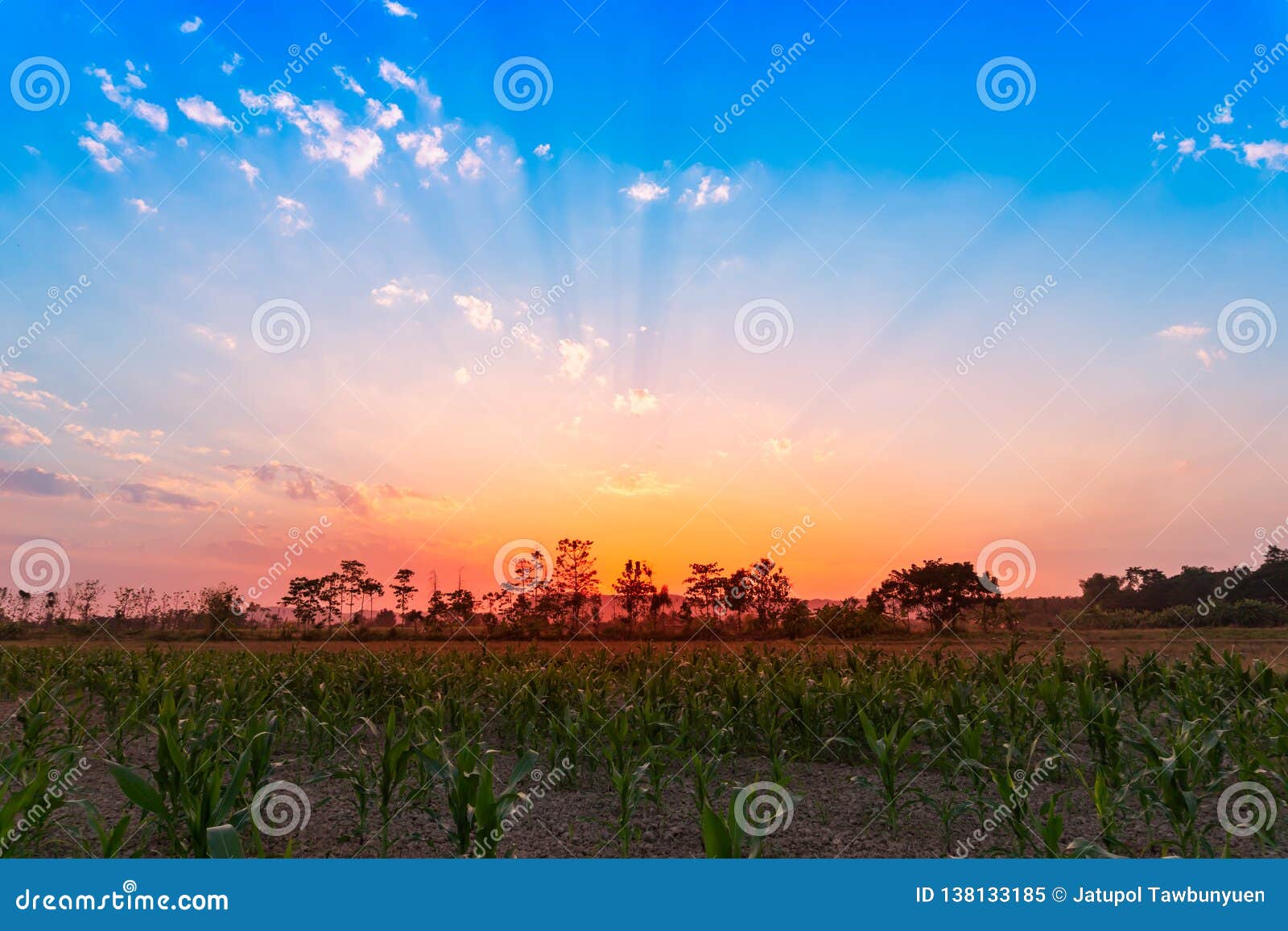 Beautiful Sunset Over the Corn Field Stock Image - Image of blue, grass ...