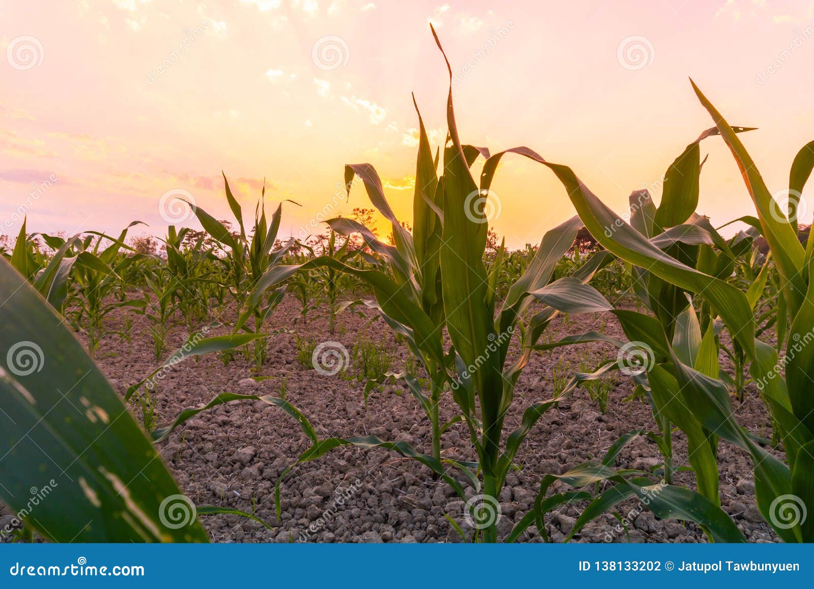 Beautiful Sunset Over the Corn Field Stock Photo - Image of farmland ...