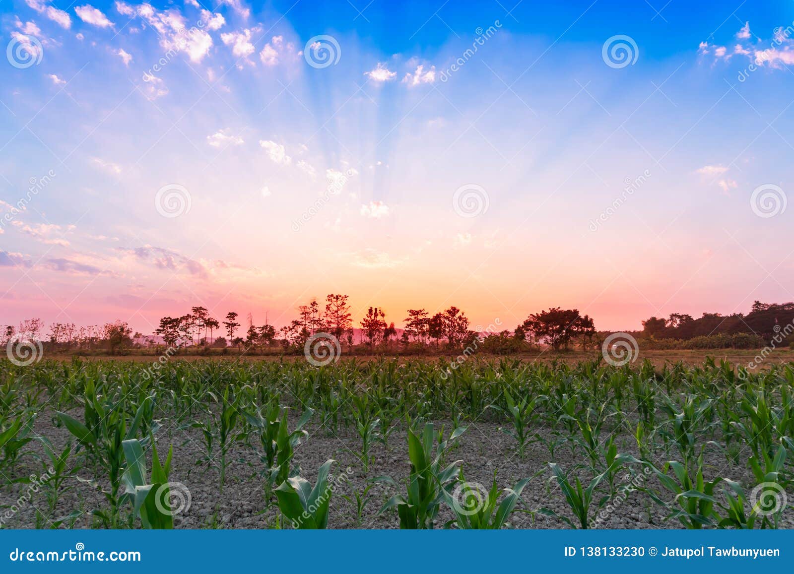 Beautiful Sunset Over the Corn Field Stock Photo - Image of farming ...