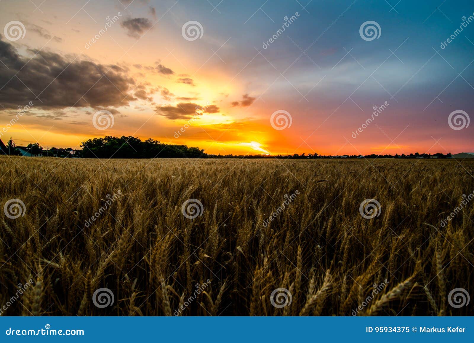 Beautiful Sunset Over a Corn Field Stock Image - Image of forest ...