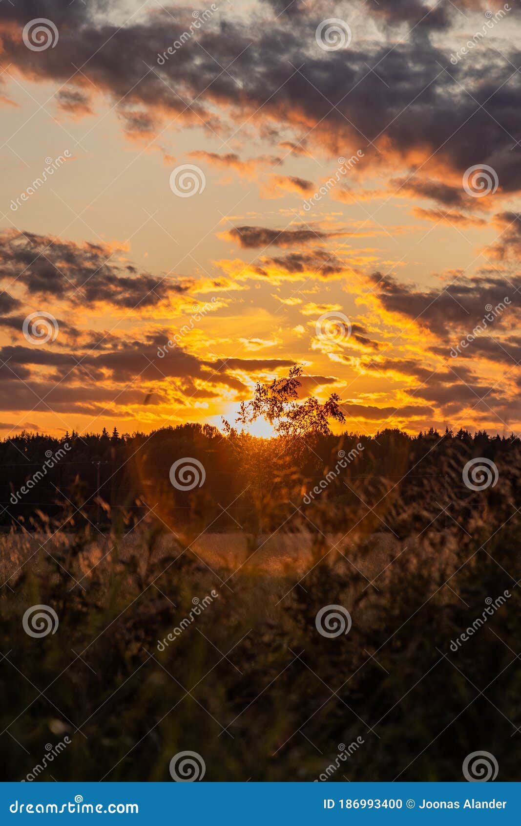 Beautiful Sunset Over a Field Stock Photo - Image of nature, green ...