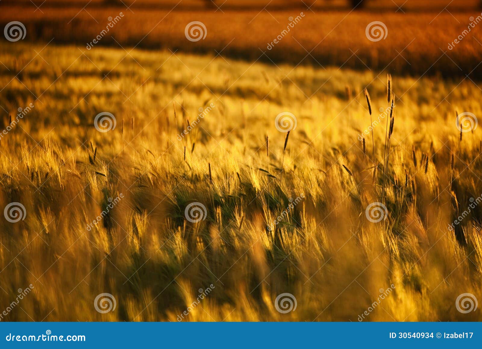 Beautiful Sunset Over Field Stock Photo - Image of sunset, yellow: 30540934