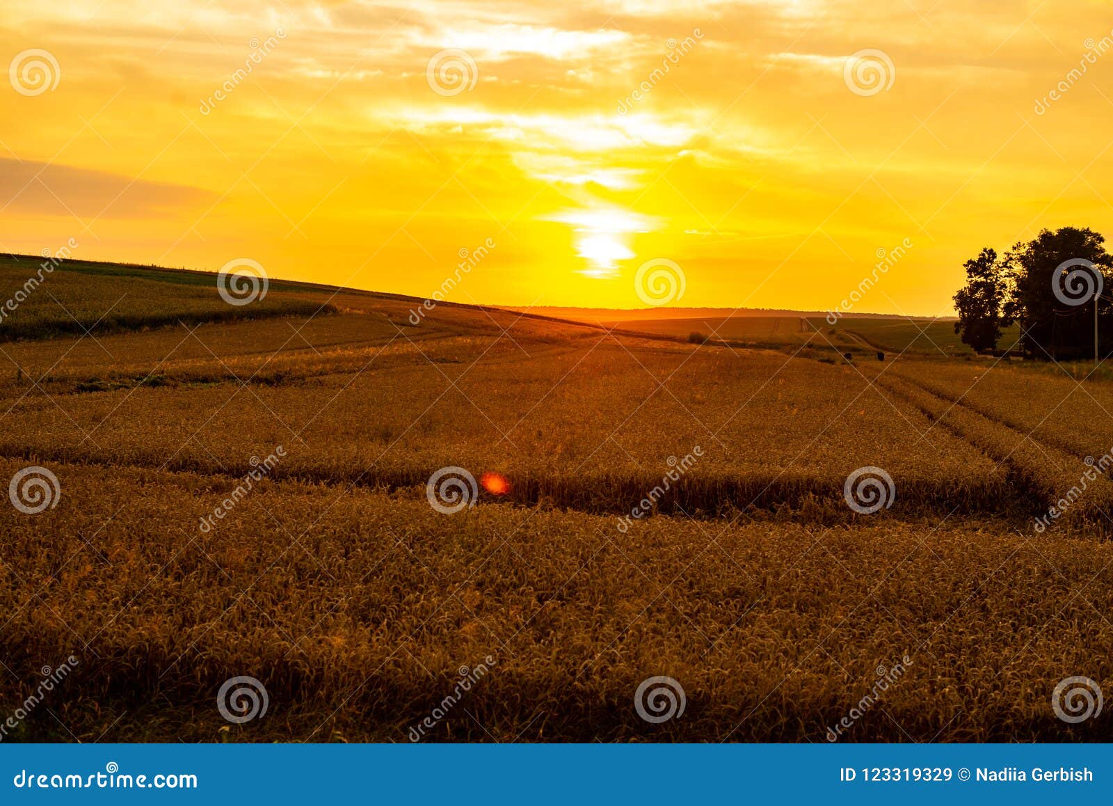 Sunset over the fields stock image. Image of dramatic - 123319329