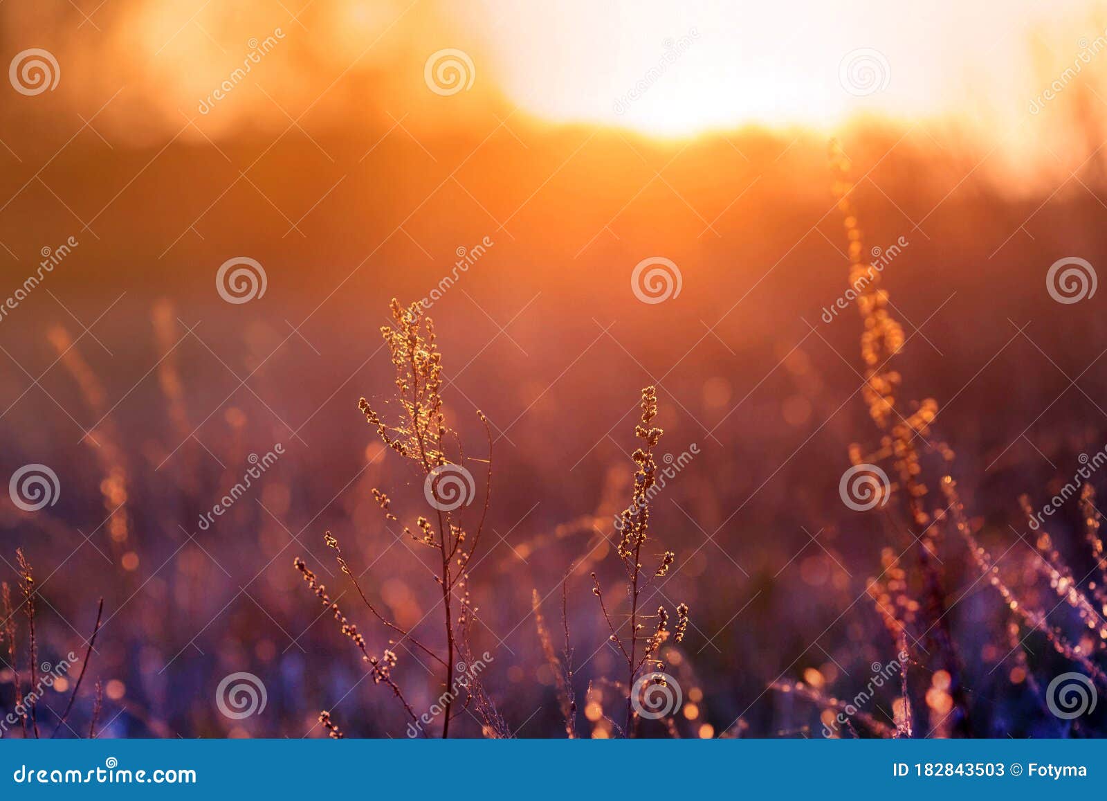 Beautiful Sunset Over the Meadow Stock Image - Image of orange, sunset ...