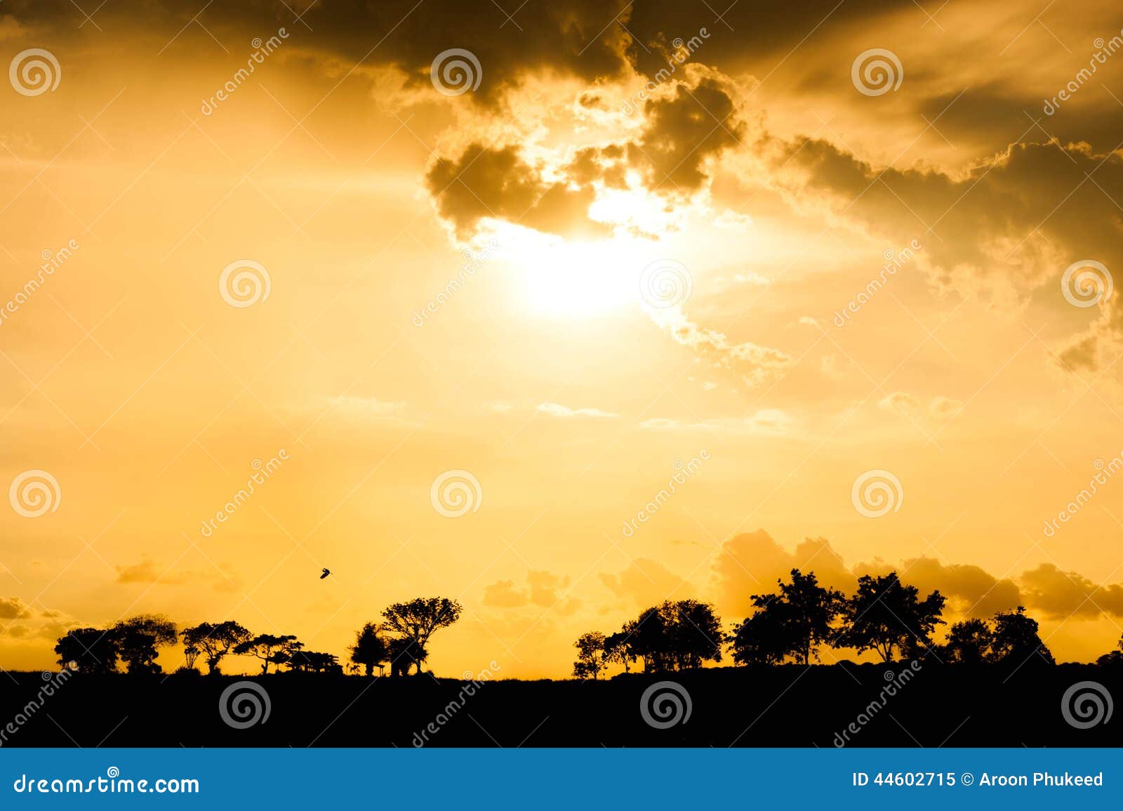 Beautiful Sunset Over the Savannah Stock Image - Image of bright ...
