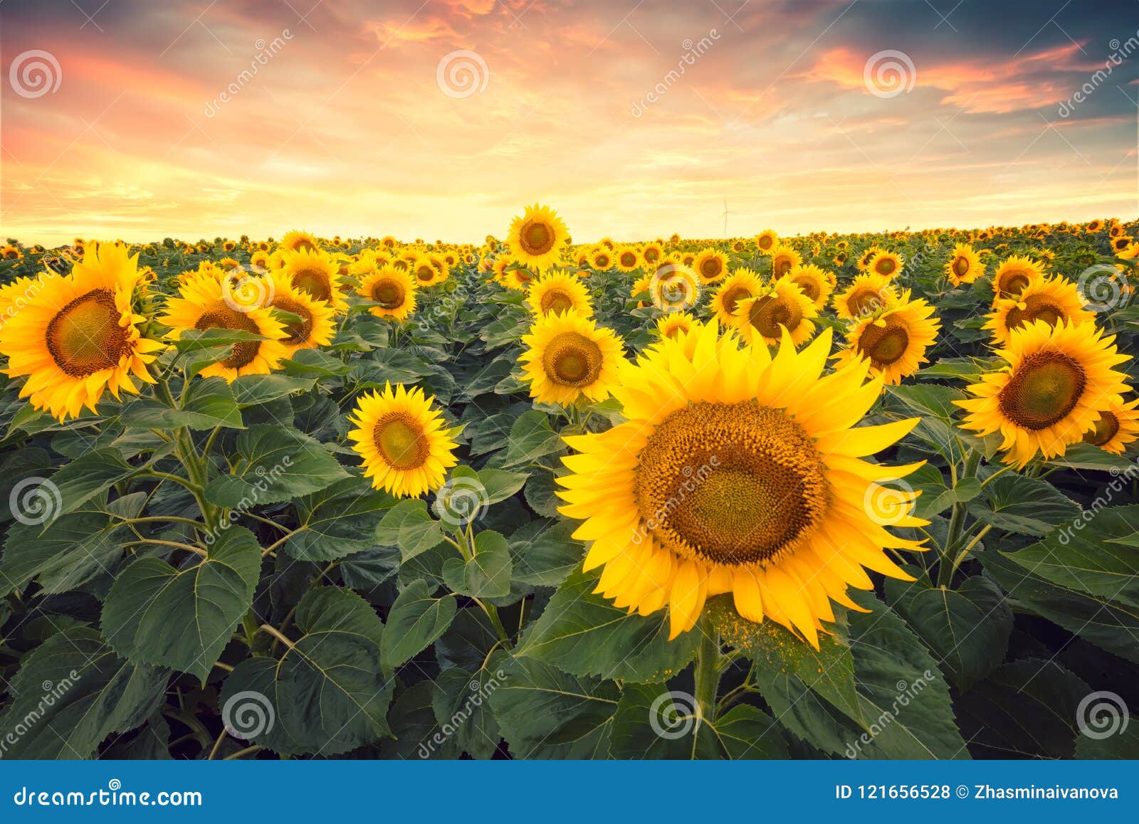 Sunflower field at sunset stock photo. Image of yellow - 121656528