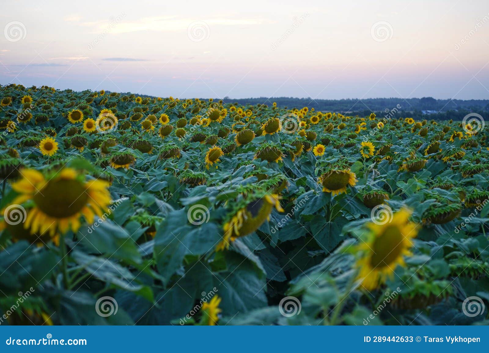 Beautiful Sunset Over Sunflower Field Stock Image - Image of rural ...