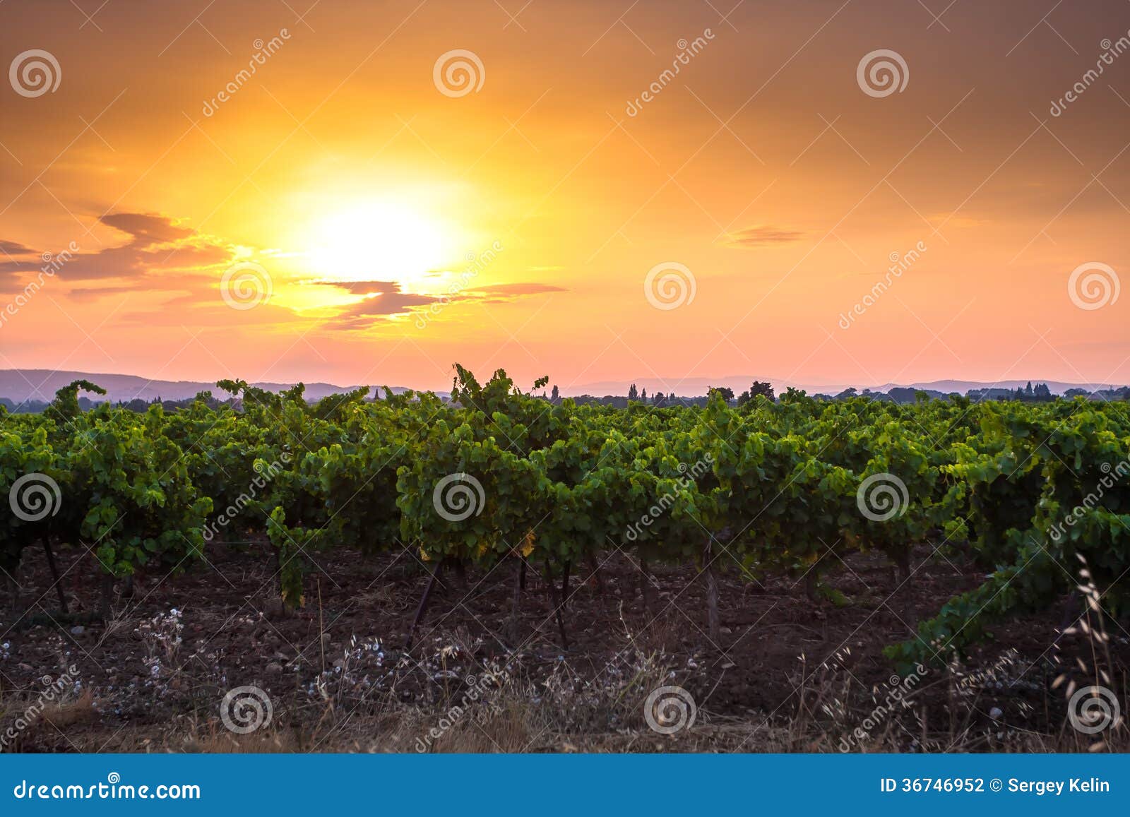 Beautiful Sunset Over a Vineyard Stock Photo - Image of travel, rural ...