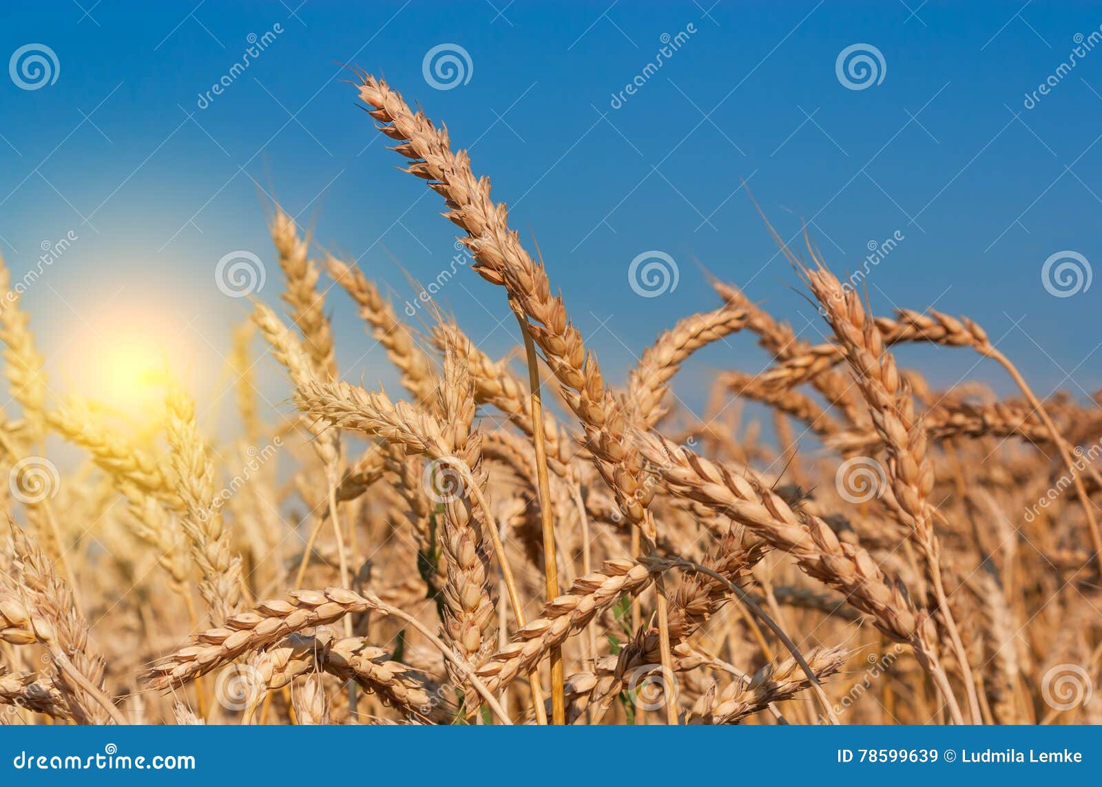 Beautiful Sunset Over Wheat Field. Stock Image - Image of beauty ...