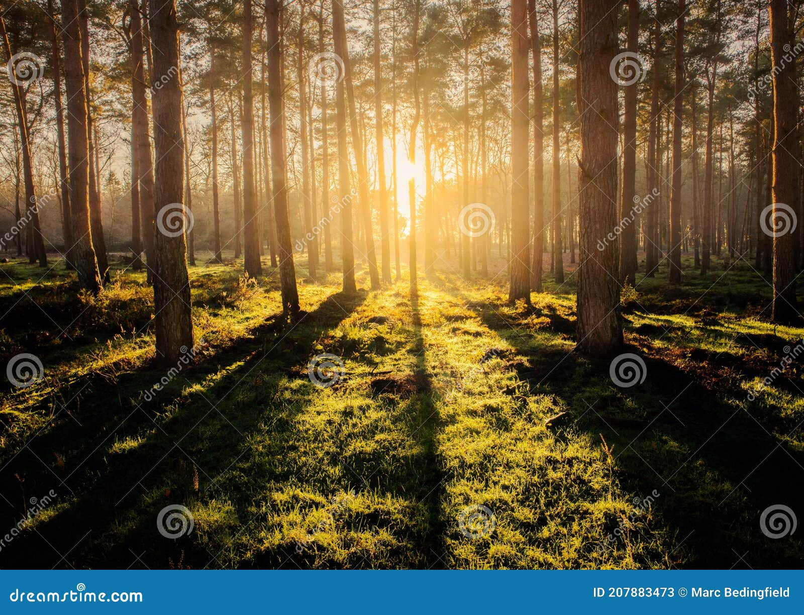 Sunset pines stock image. Image of pine, sunset, forests - 207883473