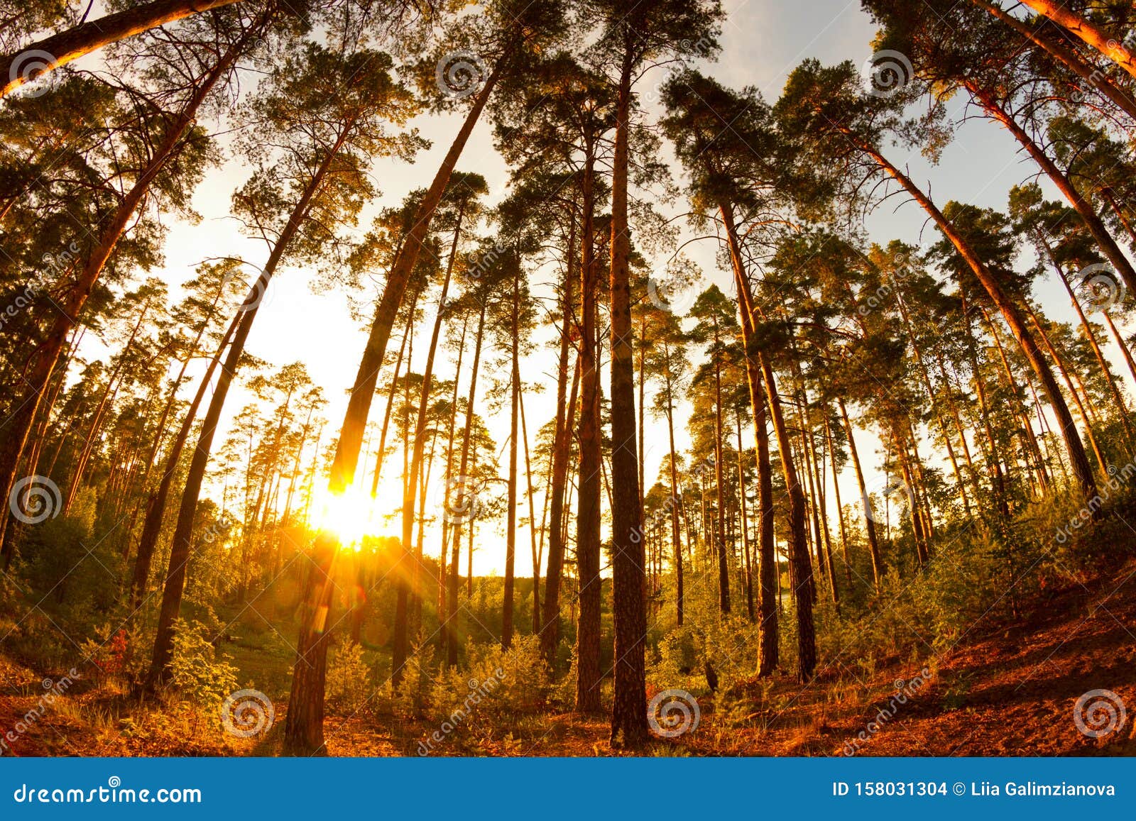 Beautiful Sunset in Pine Tree Forest Stock Photo - Image of outdoor ...