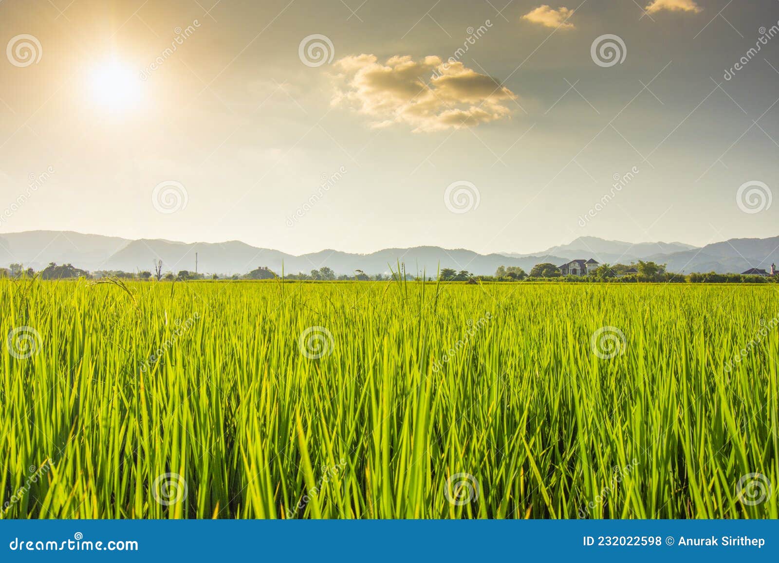 Beautiful Sunset Rice Fields with Mountain Stock Photo - Image of ...