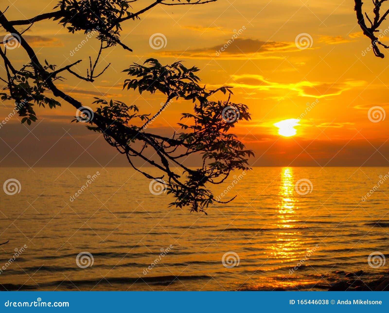 L Sunset at Sea, Silhouettes of Tree Branches in the Foreground Stock ...
