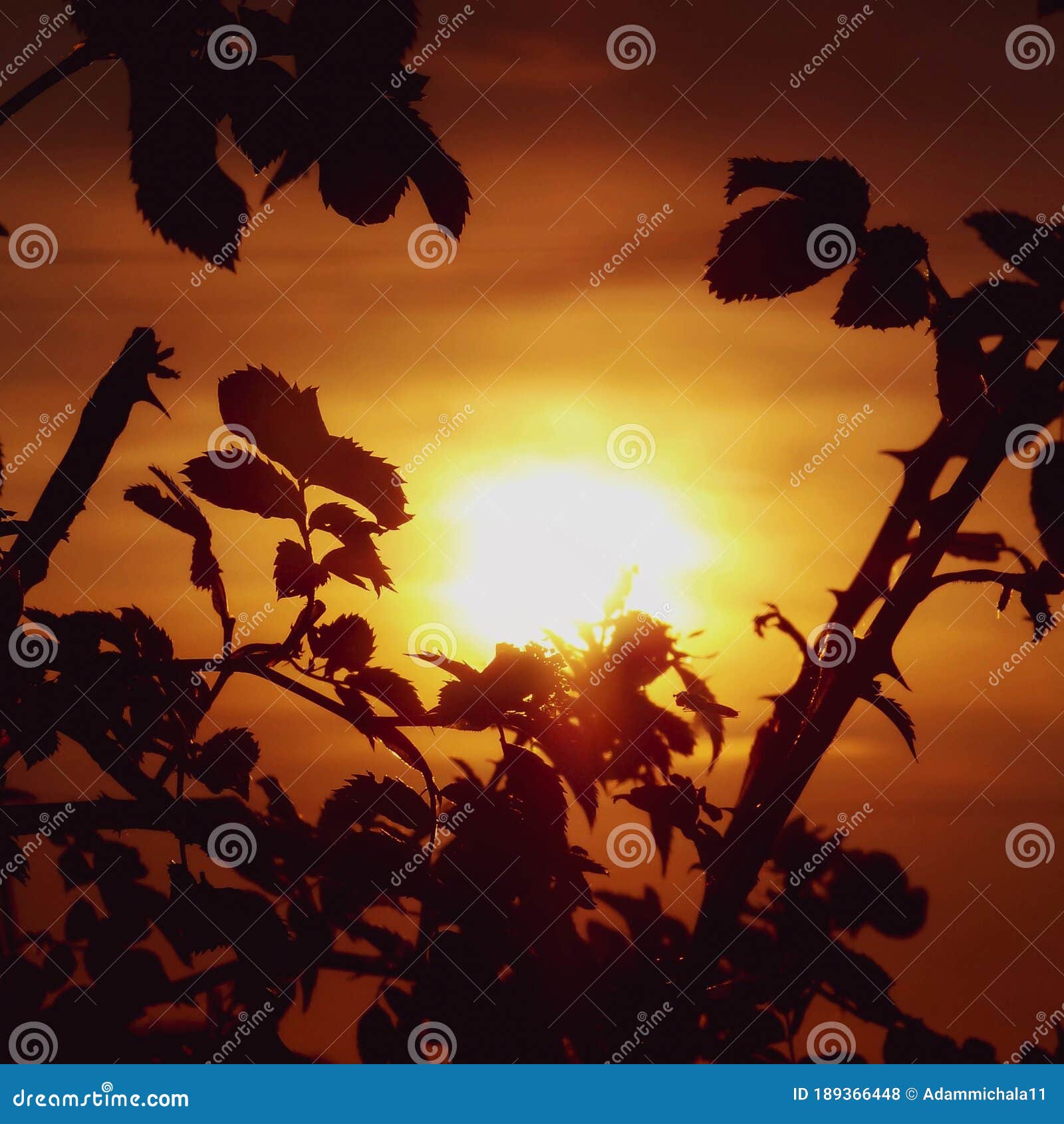 Beautiful Sunset and Shadow of Tree Stock Photo - Image of amazing ...