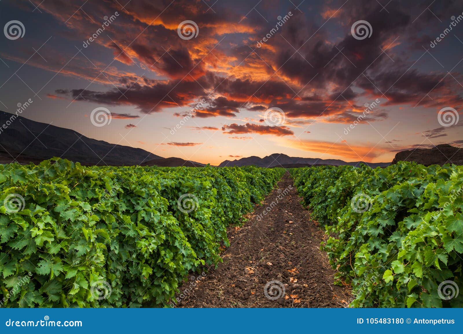Beautiful Sunset Sky Over a Vineyard in the Mountains Stock Photo ...