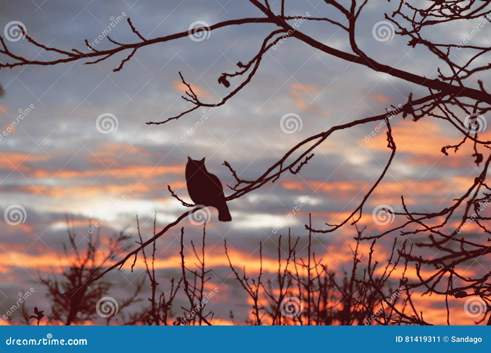 Beautiful Sunset Sky with Owl. Stock Image - Image of color, north ...
