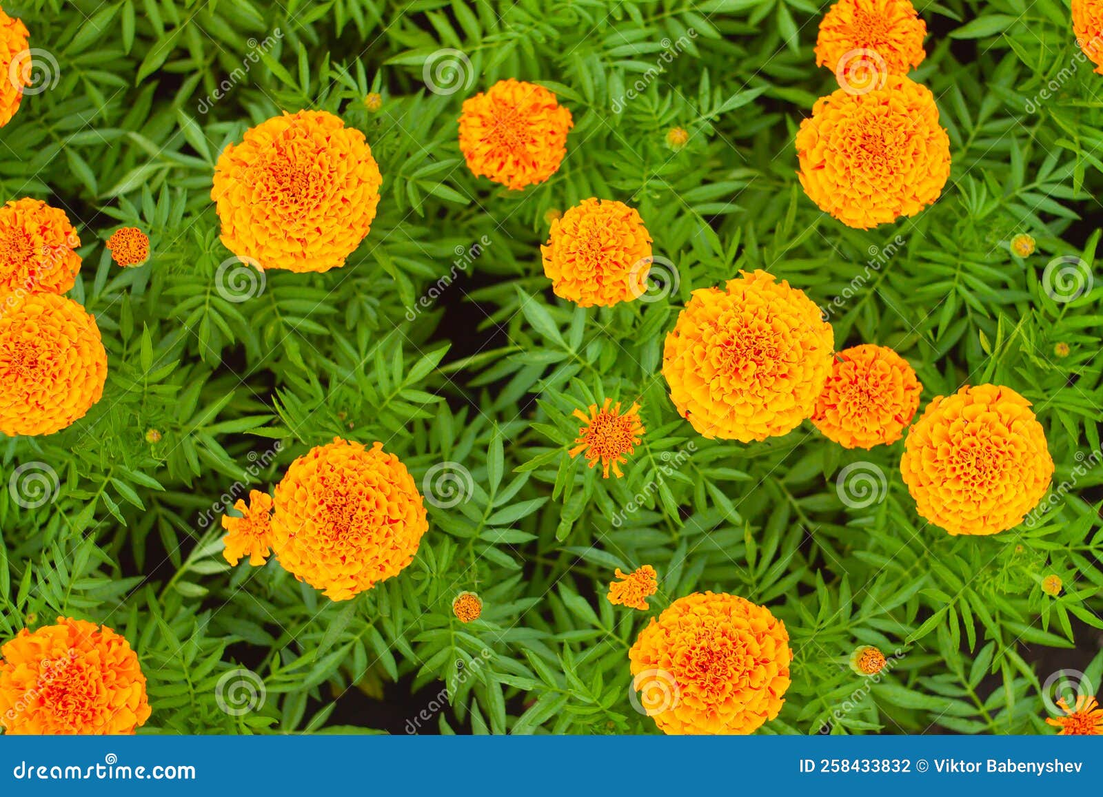 French Marigolds Top Down View Background. Stock Photo - Image of ...