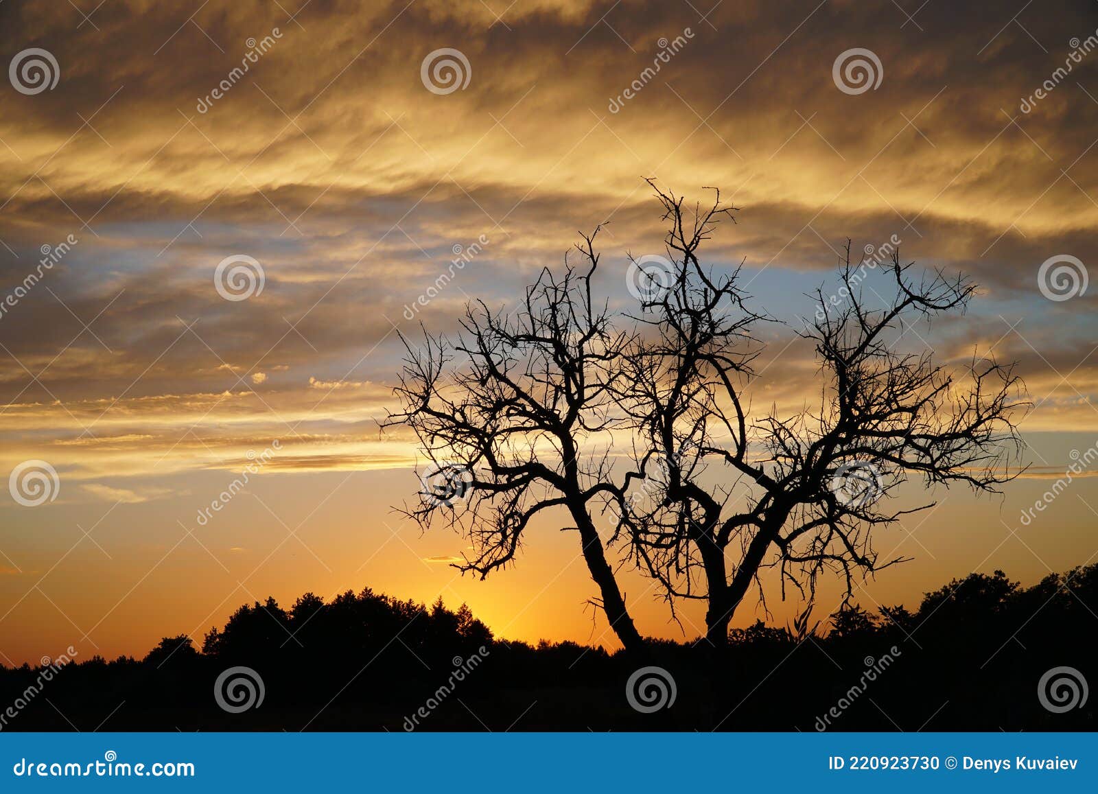 Beautiful Sunset Sky and Tree Stock Photo - Image of natural, dusk ...