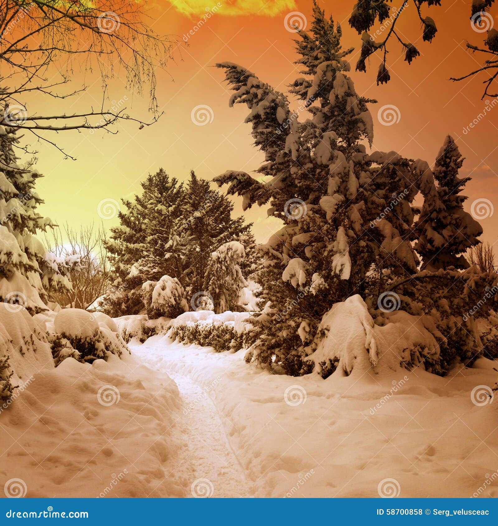 Beautiful Sunset in Snowy Woods Stock Photo - Image of outdoor ...