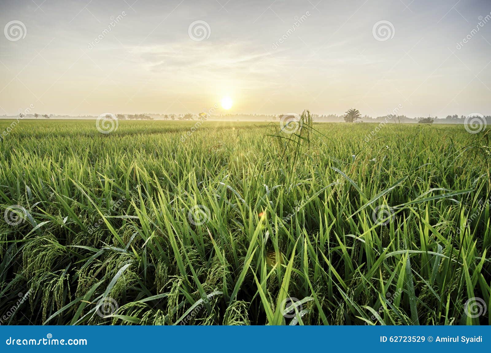 Beautiful Sunset Sunrise Over the Paddy Field Stock Image - Image of ...