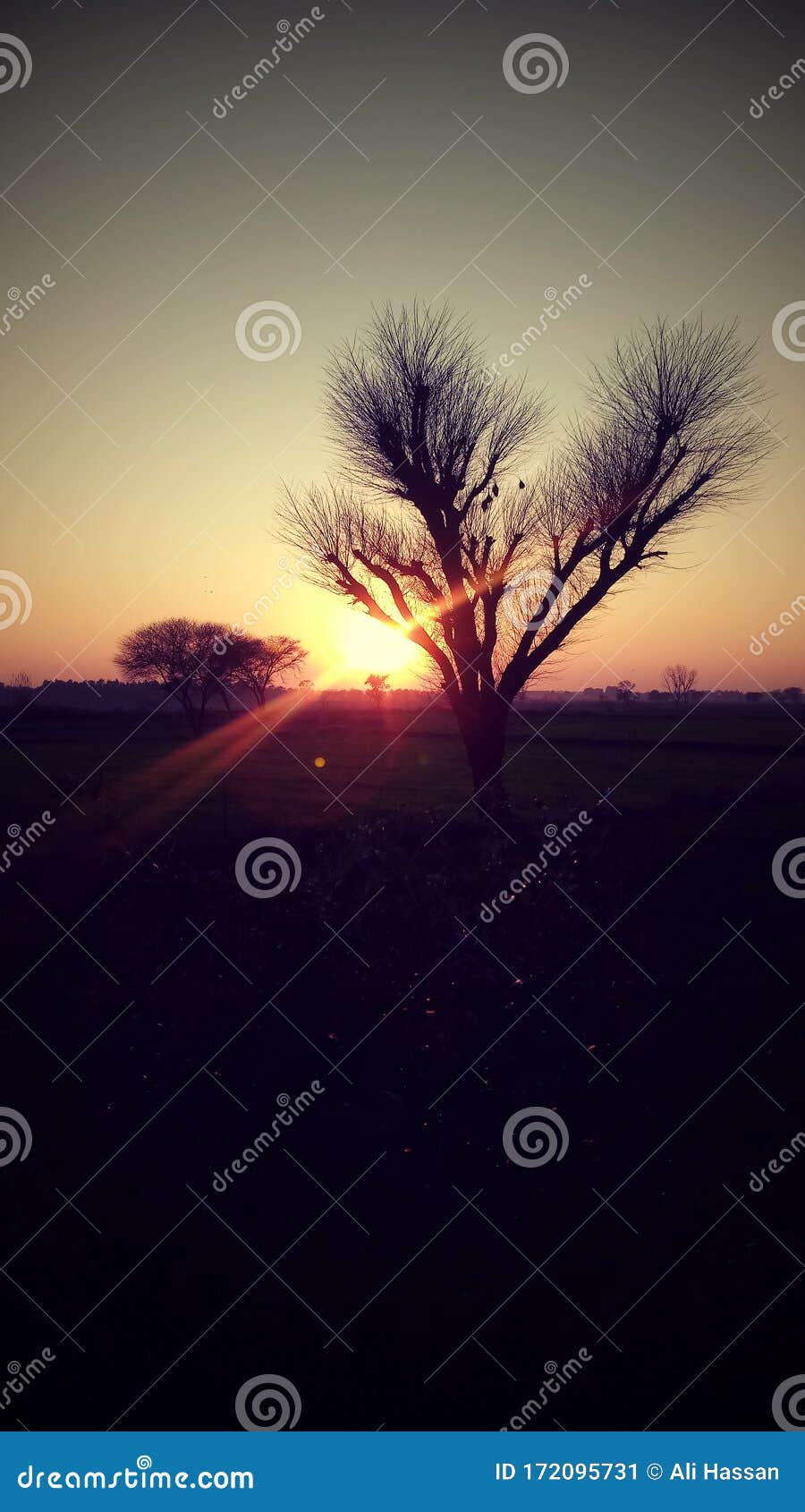 Beautiful sunset and tree. stock image. Image of sunset - 172095731