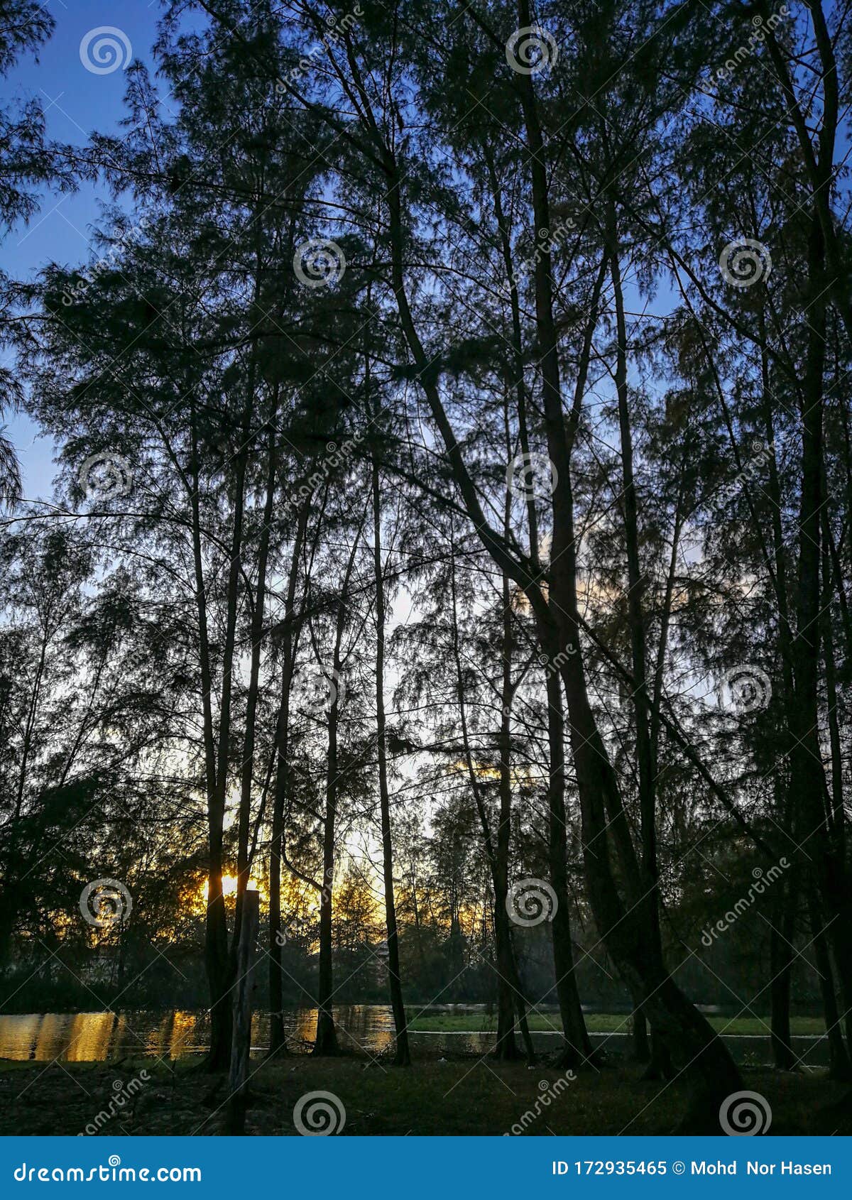 A Beautiful Sunset with Tree. Stock Image - Image of beautiful, blue ...