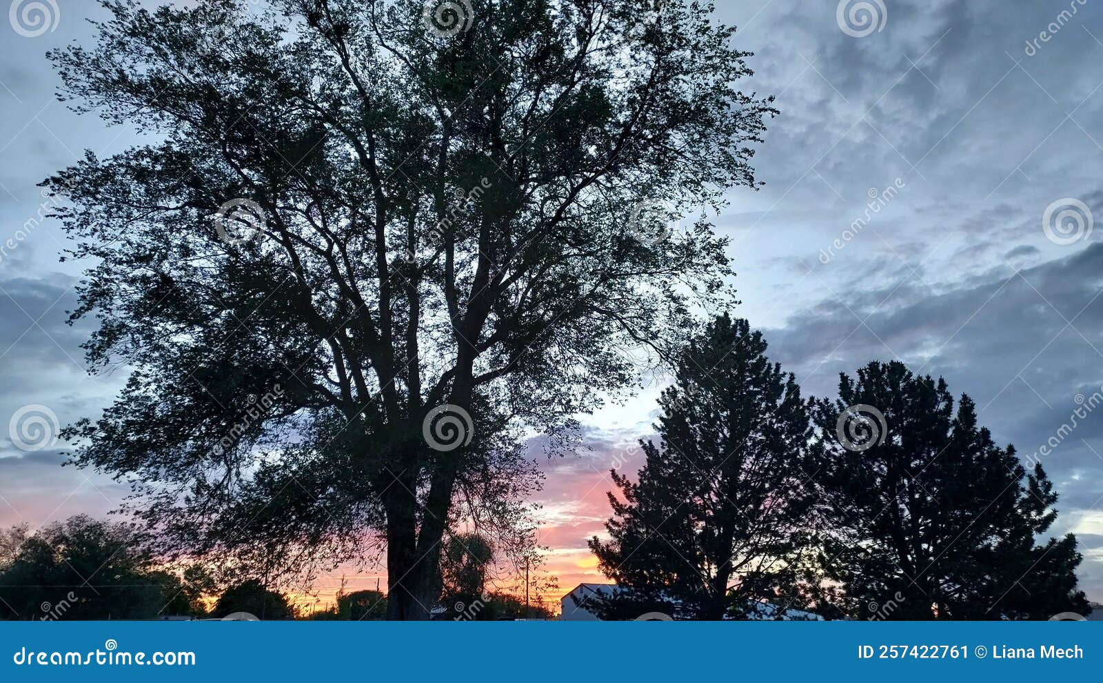Beautiful Sunset with Tree Shadow Stock Image - Image of dusk, tree ...