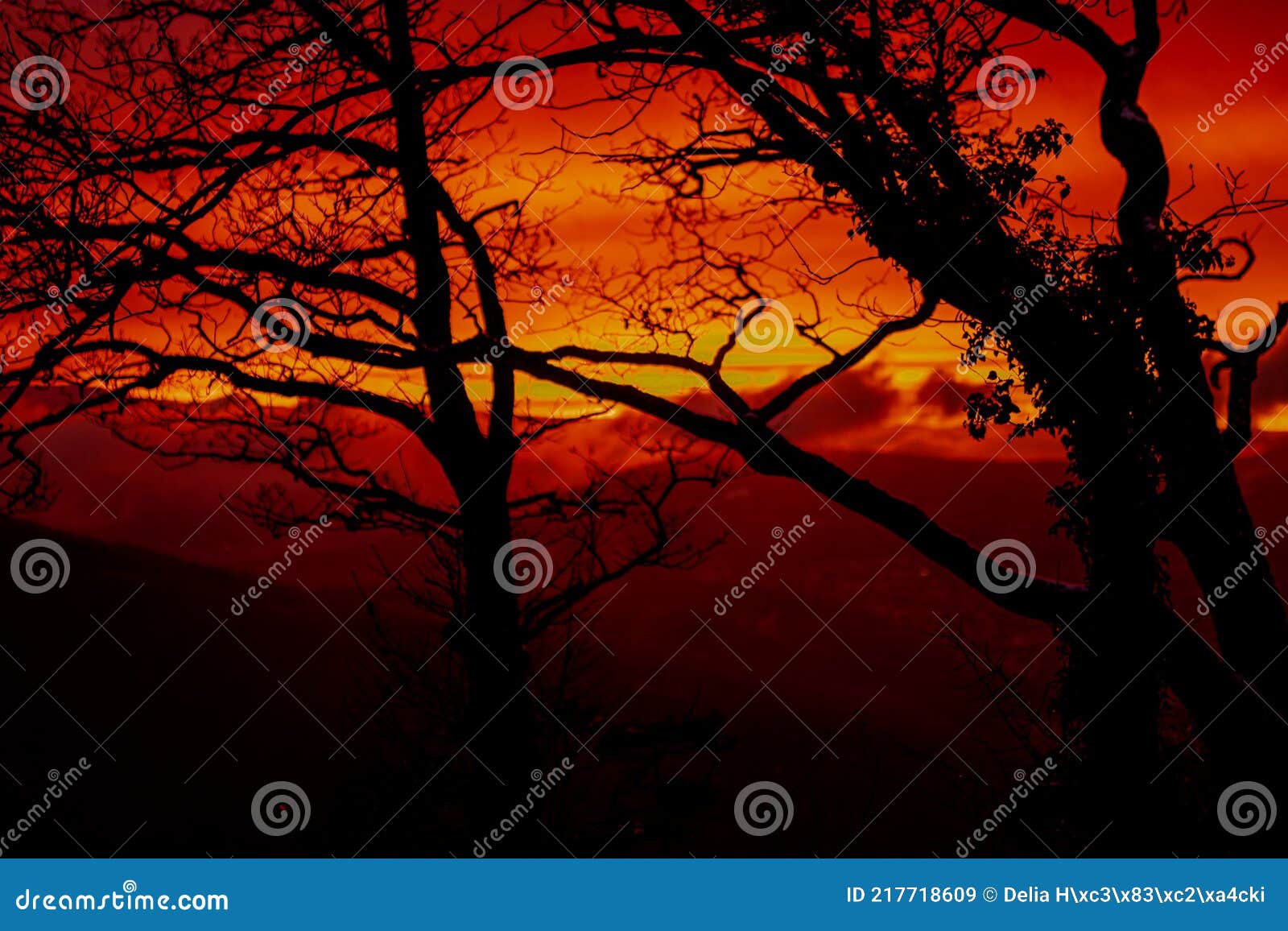 Beautiful Sunset with Tree Silhouettes Stock Image - Image of sunlight ...