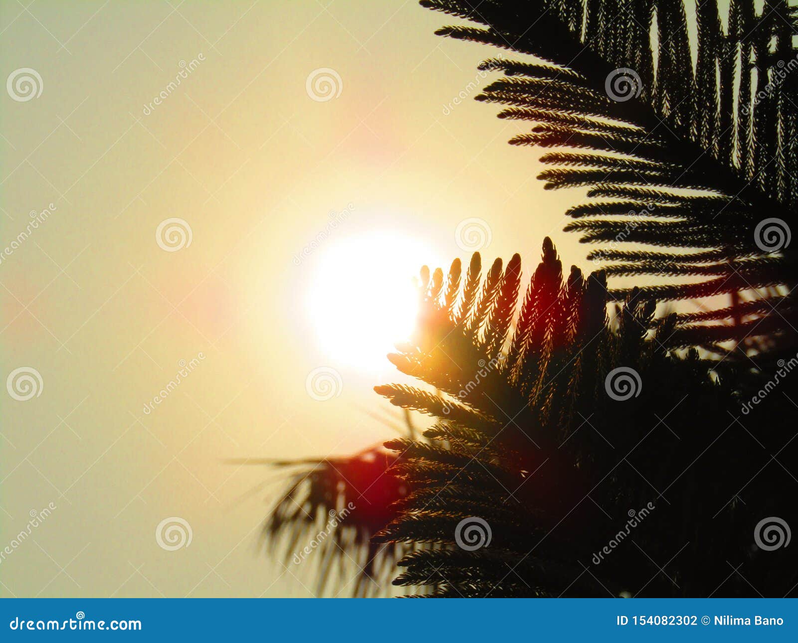 Beautiful Sunset through Trees or Leaves. Stock Photo - Image of botany ...