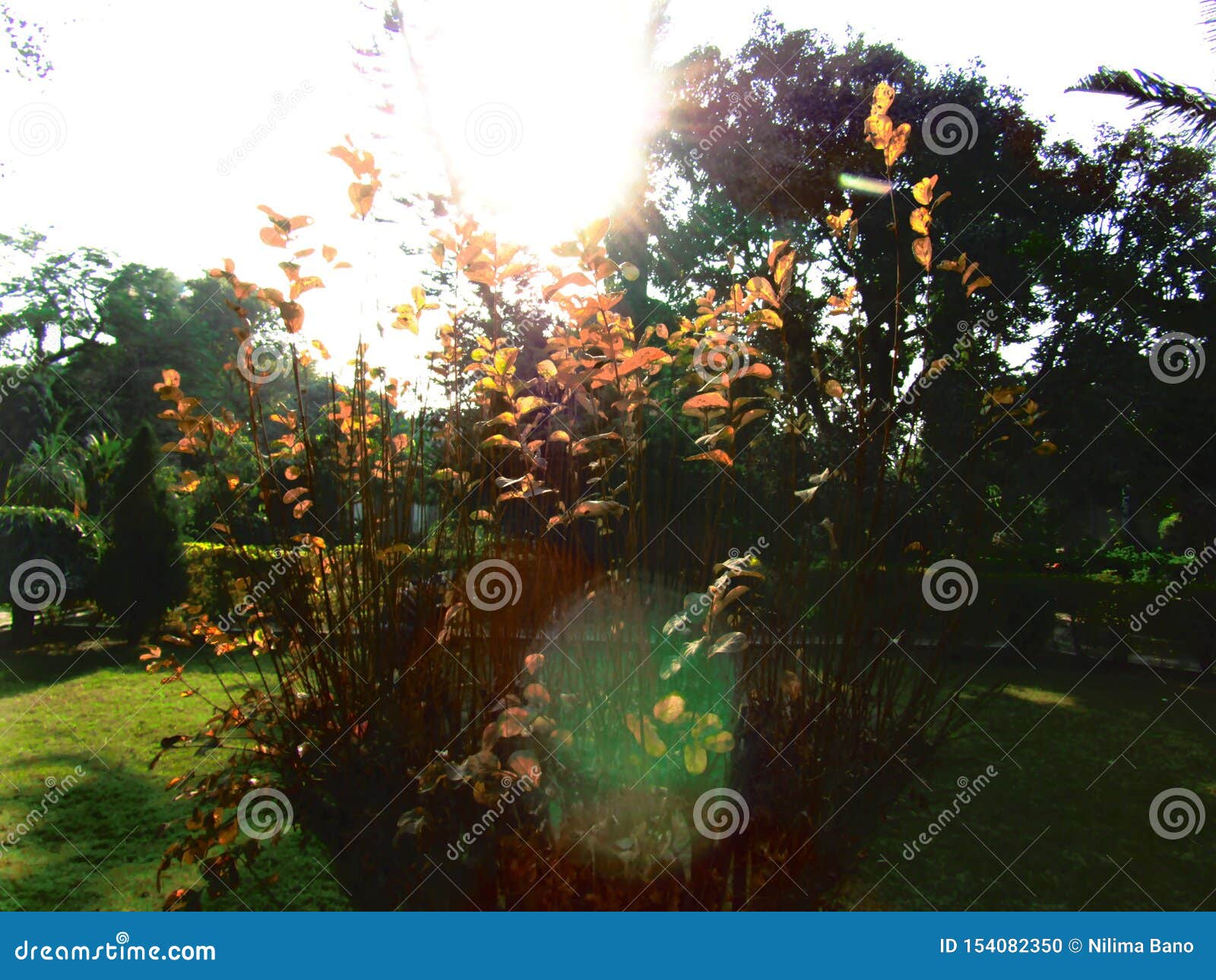 Beautiful Sunset through Trees or Leaves. Stock Photo - Image of leaf ...