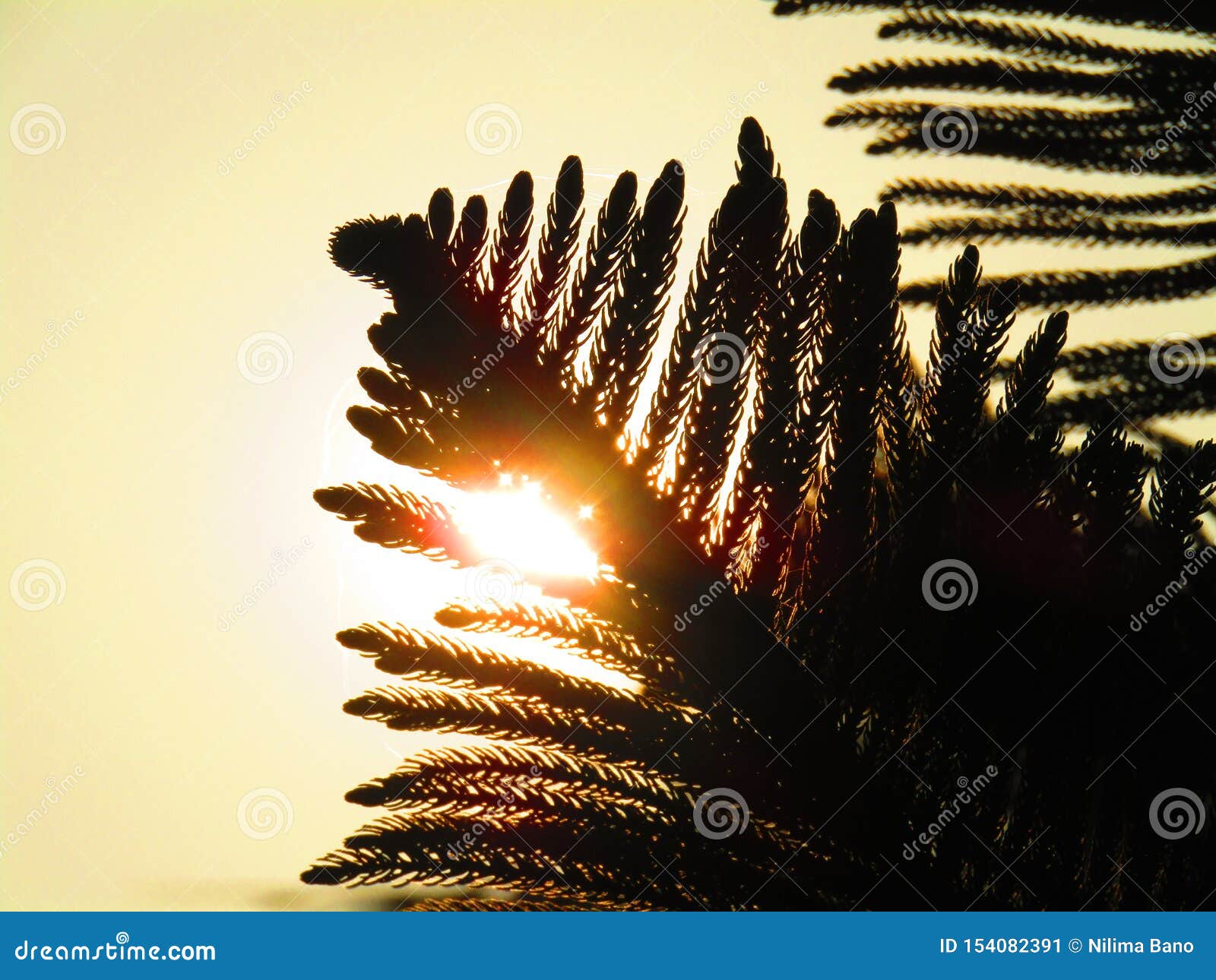 Beautiful Sunset through Trees or Leaves. Stock Image - Image of forest ...