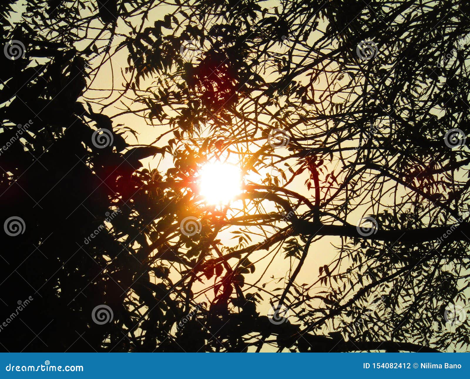 Beautiful Sunset through Trees or Leaves. Stock Photo - Image of ...
