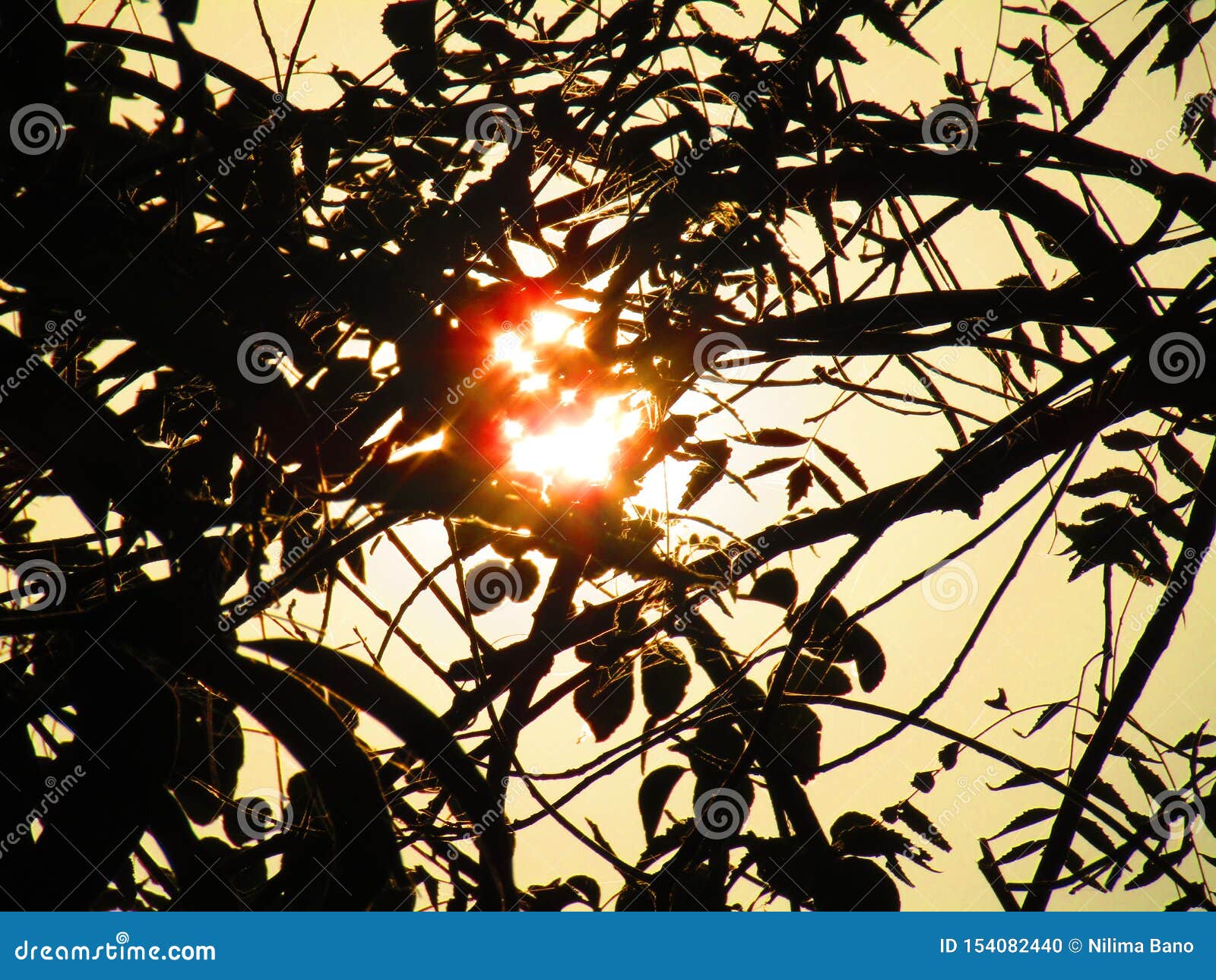 Beautiful Sunset through Trees or Leaves. Stock Photo - Image of botany ...
