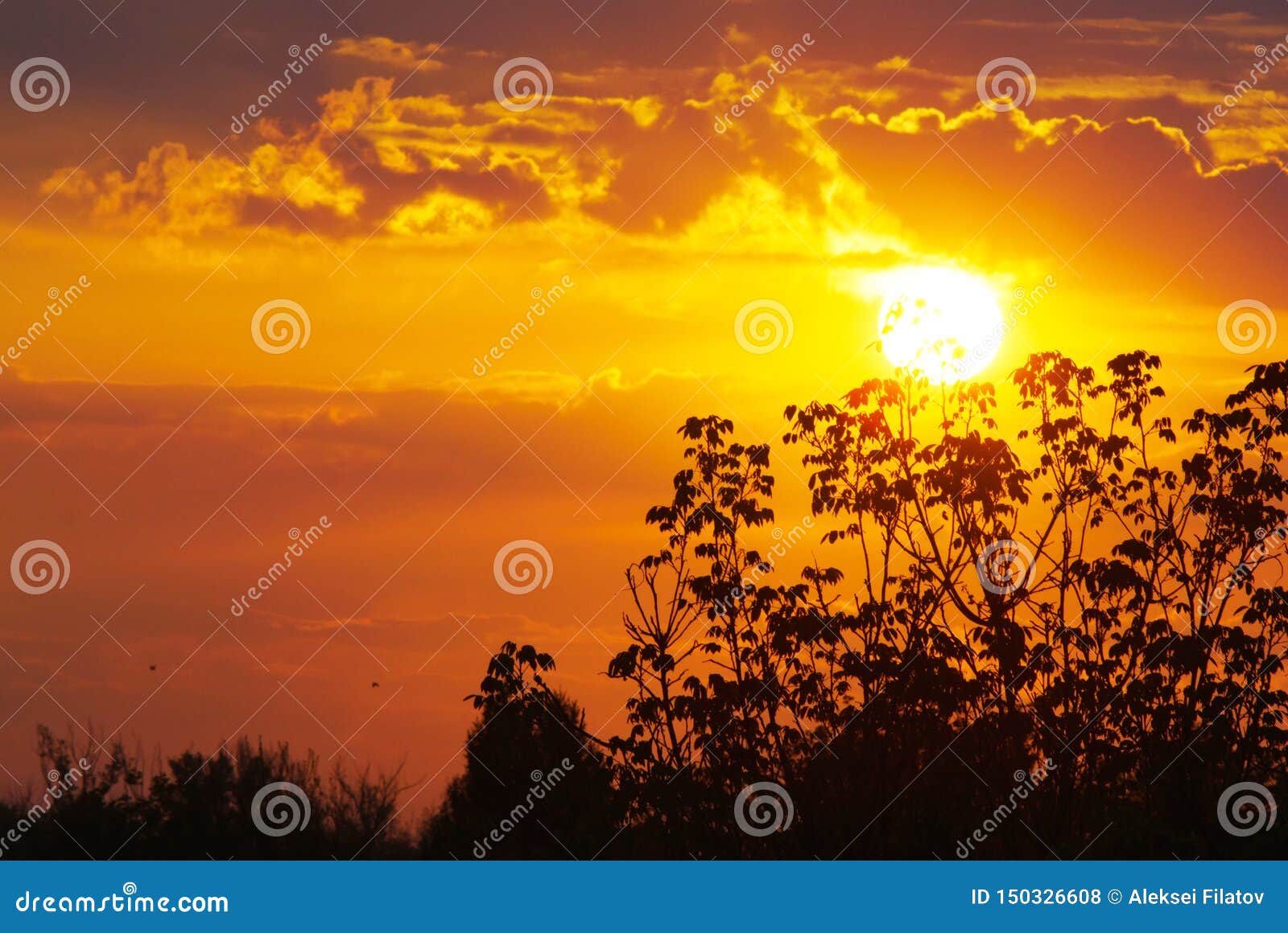 Beautiful Sunset through the Trees Stock Photo - Image of fall ...
