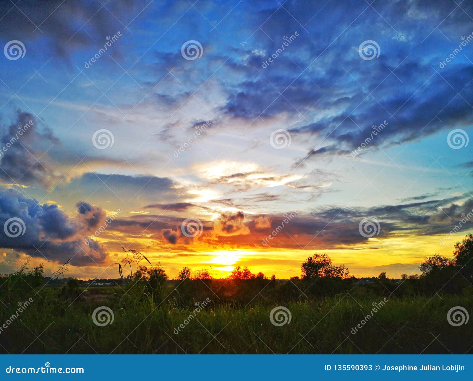 Beautiful Sunset View in Paddy Field and Branches Tree Stock Image ...