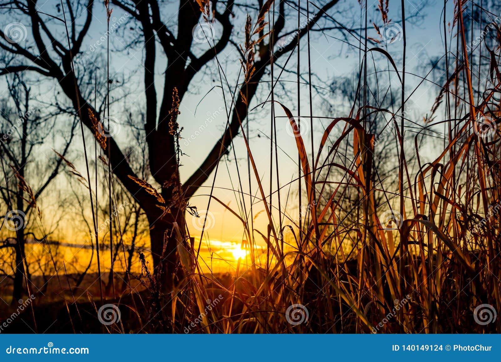 Sunset on a Wood Background Stock Photo - Image of rays, background ...