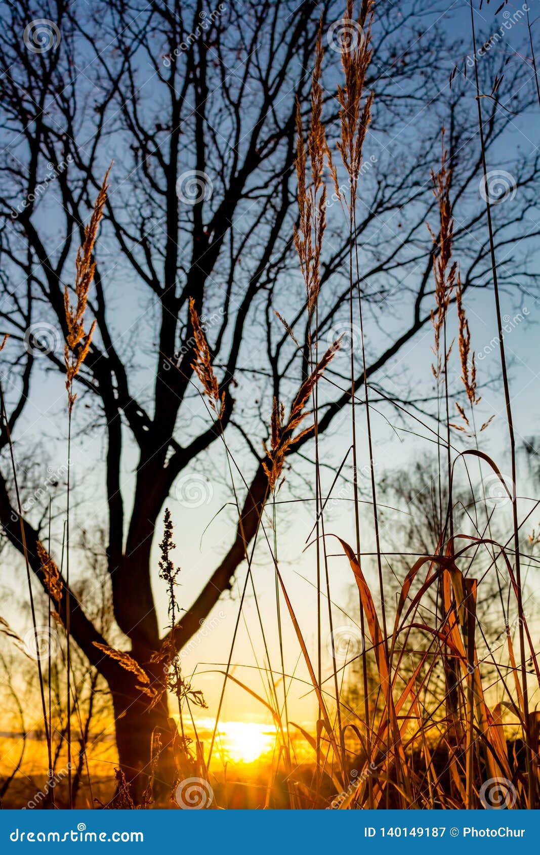 Sunset on a Wood Background Stock Image - Image of tree, grass: 140149187