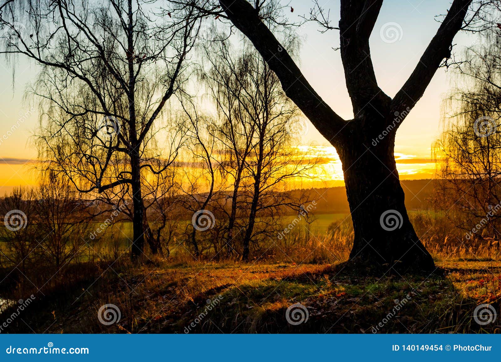 Sunset on a Wood Background Stock Photo - Image of nature, sunset ...