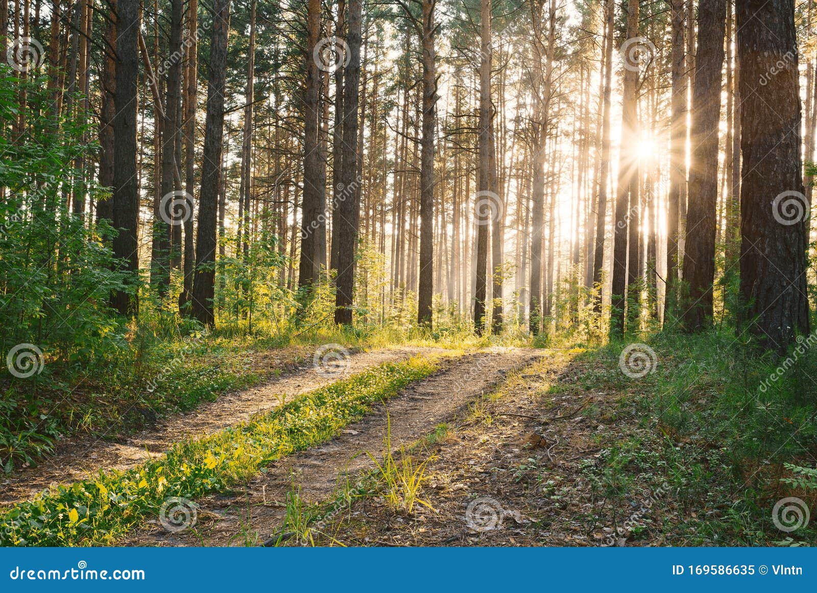 Sunset in the woods stock image. Image of dark, beams - 169586635
