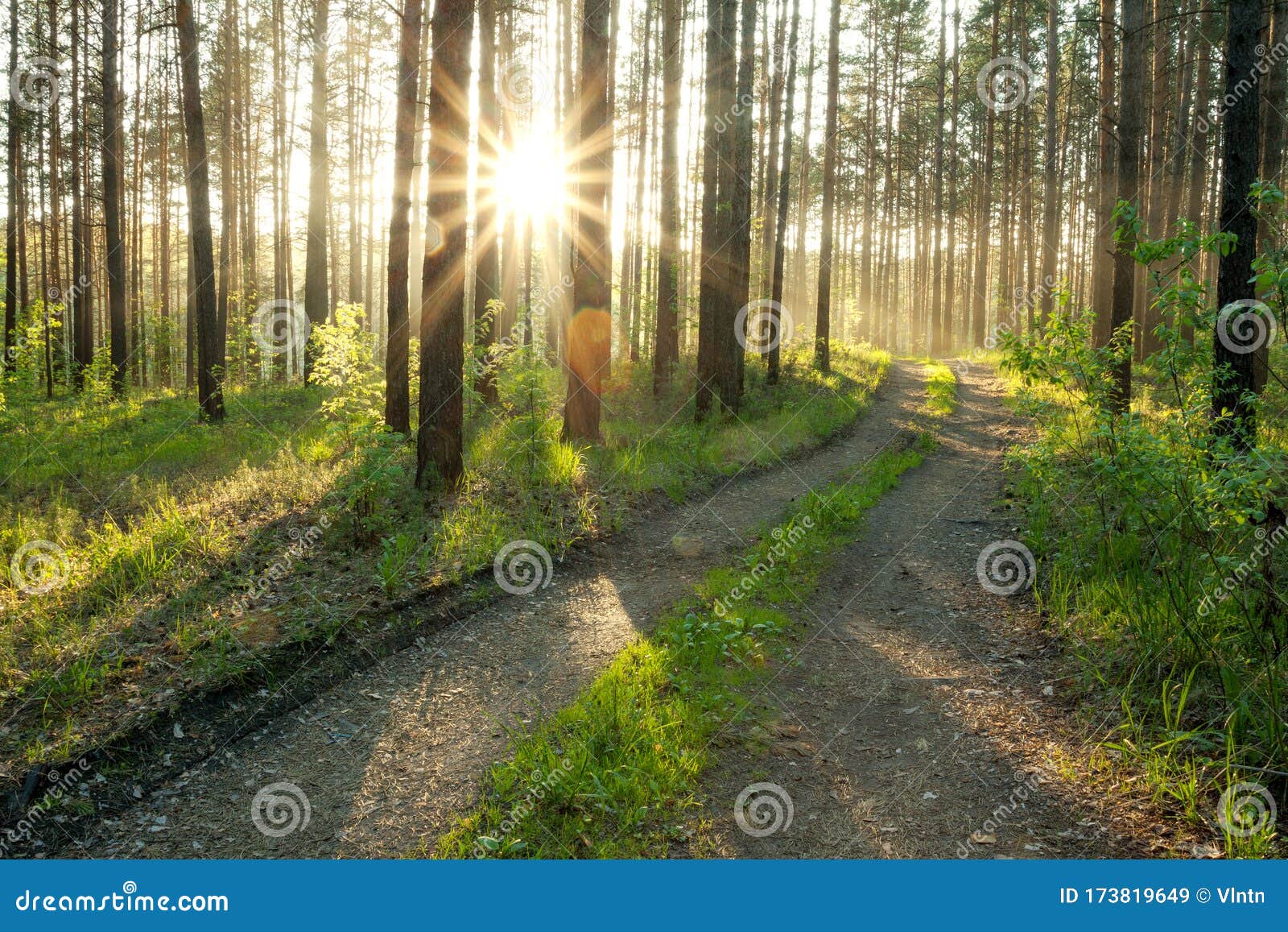 Beautiful wooden sunset stock image. Image of mist, forest - 173819649