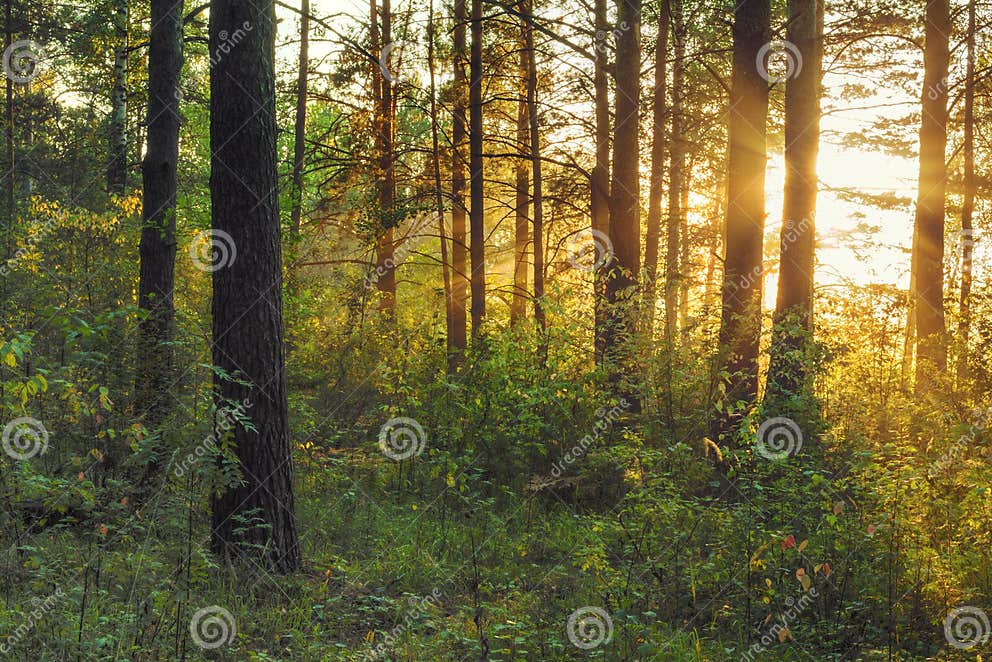 Sunset in the woods stock image. Image of fantasy, lush - 29764971