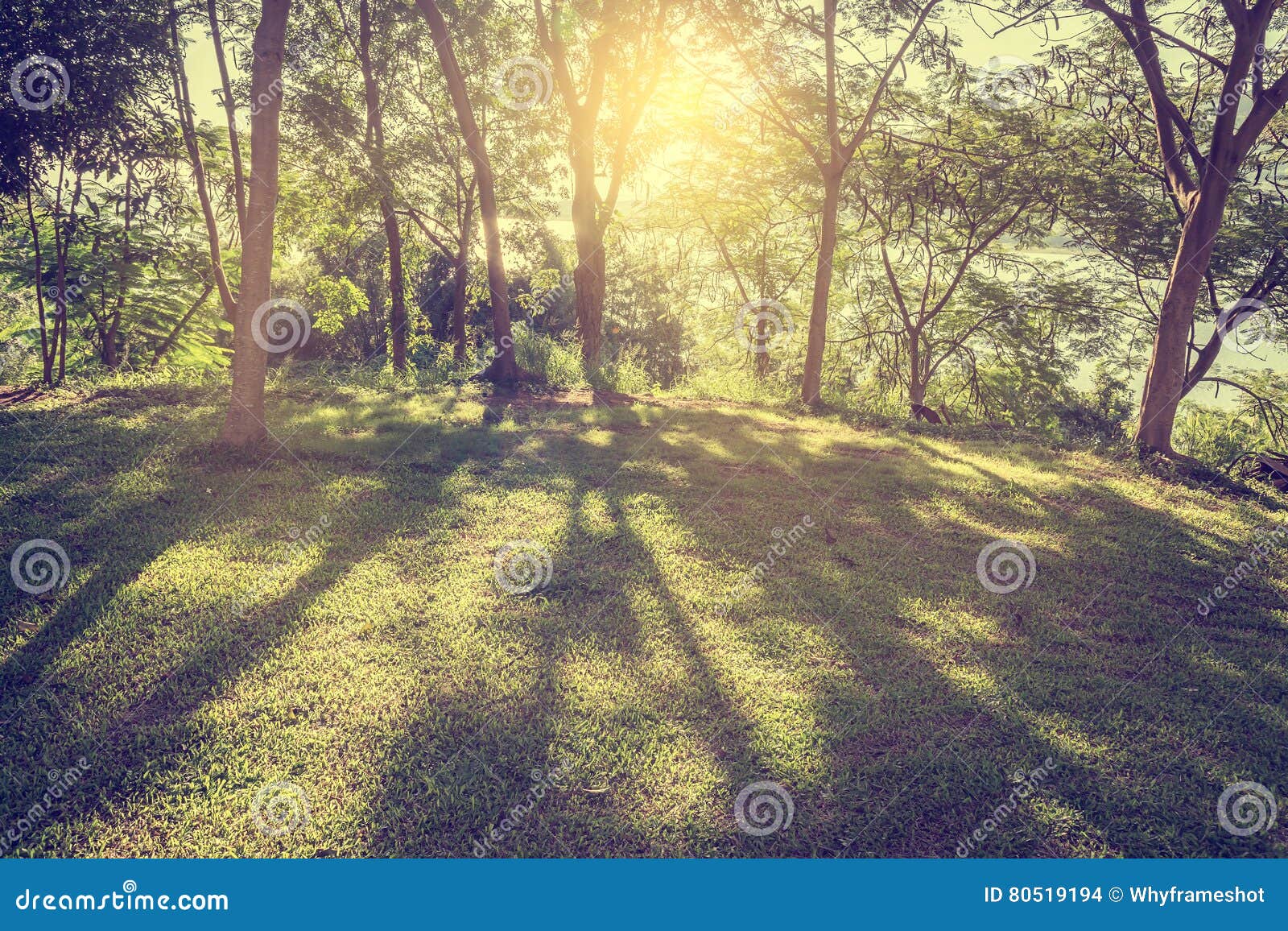 Beautiful Sunset in the Woods during Autumn Stock Photo - Image of mist ...