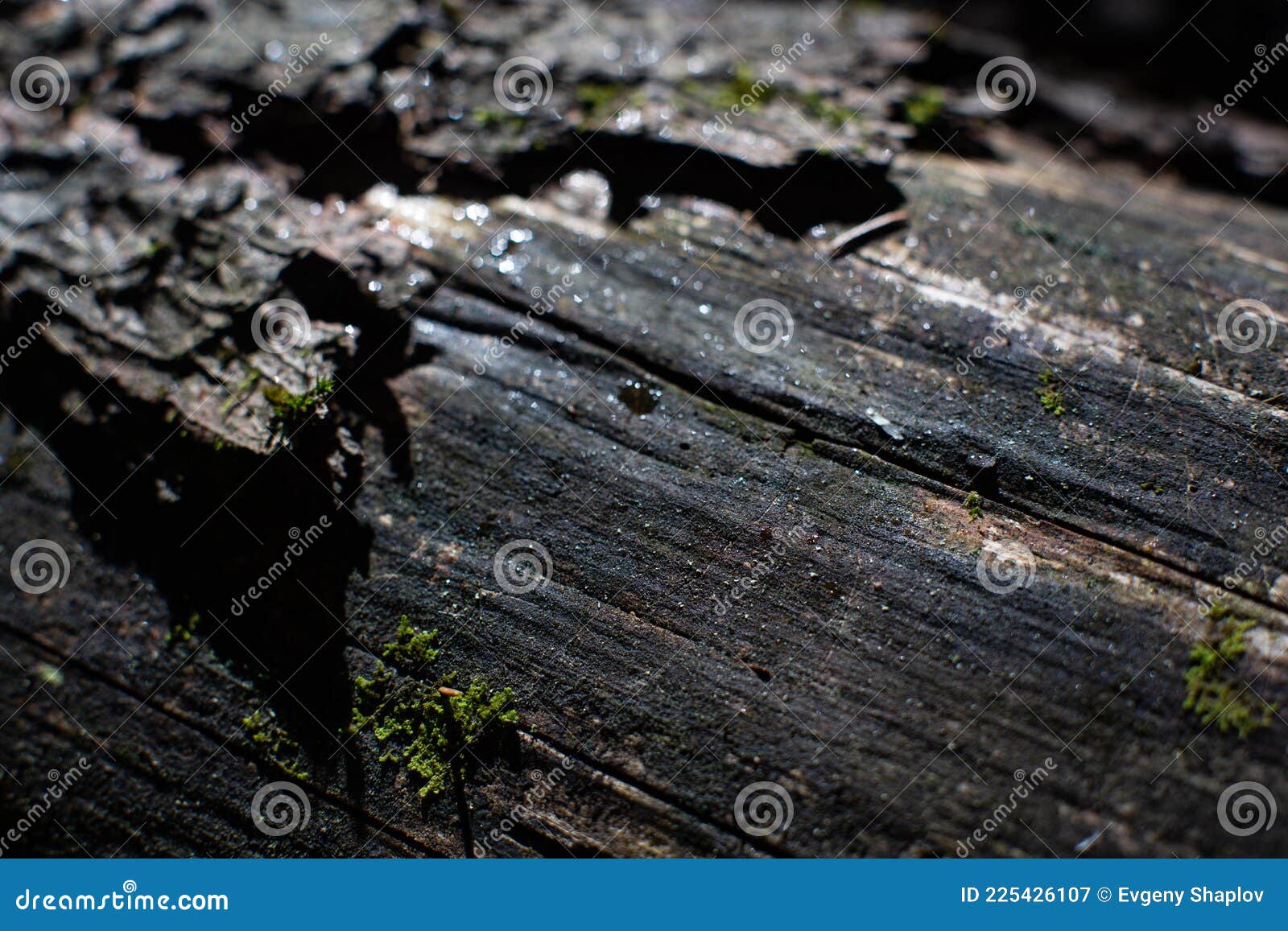 Beautiful Surface of an Old Fallen Tree Stock Image - Image of ...