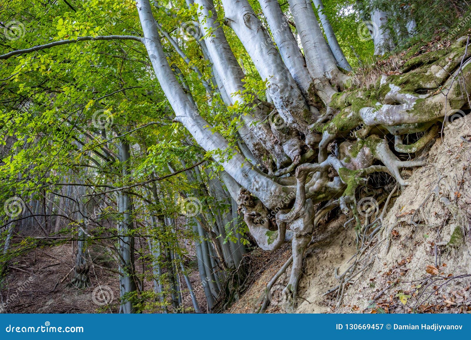 Beautiful Surface Root System of Forest Beech Tree Stock Image - Image ...