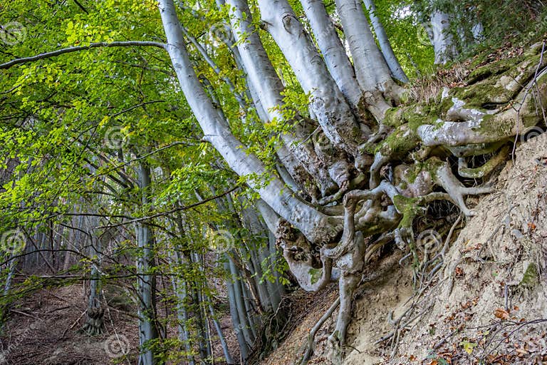 Beautiful Surface Root System of Forest Beech Tree Stock Image - Image ...