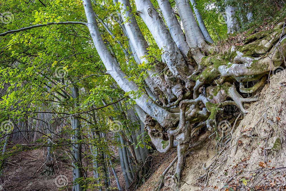 Beautiful Surface Root System of Forest Beech Tree Stock Image - Image ...